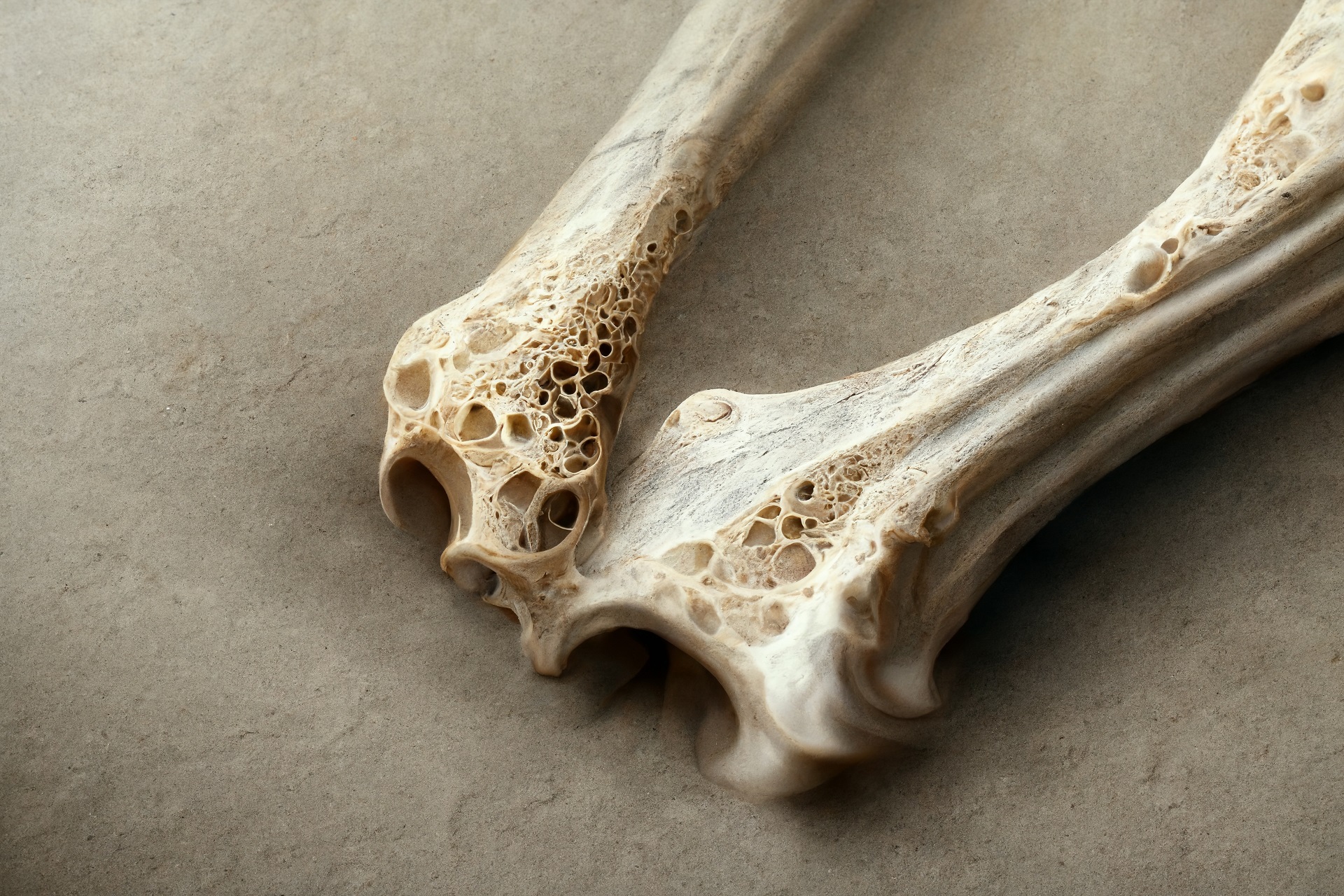 Macro view of bone spongy structure illustration. 2D illustration ...